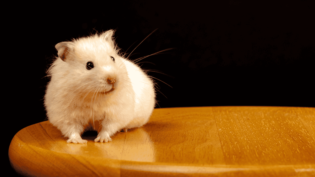 7 Fakta Hamster yang Wajib Kamu Ketahui Sebelum Dipelihara
