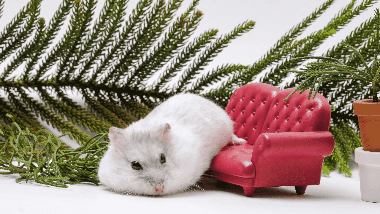 7 Fakta Hamster yang Wajib Kamu Ketahui Sebelum Dipelihara