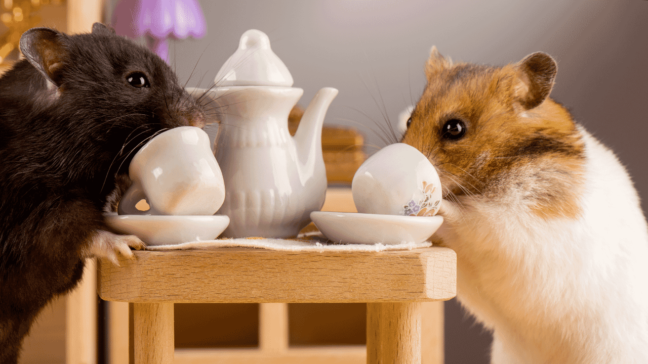 7 Fakta Hamster yang Wajib Kamu Ketahui Sebelum Dipelihara
